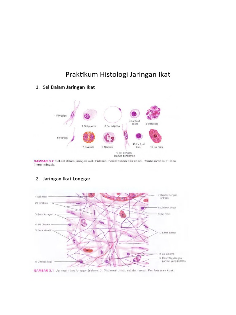 Praktikum Histologi Jaringan Ikat | PDF