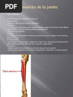 Innervation Du Membre Inférieur | PDF | Jambe humaine | Neuroanatomie