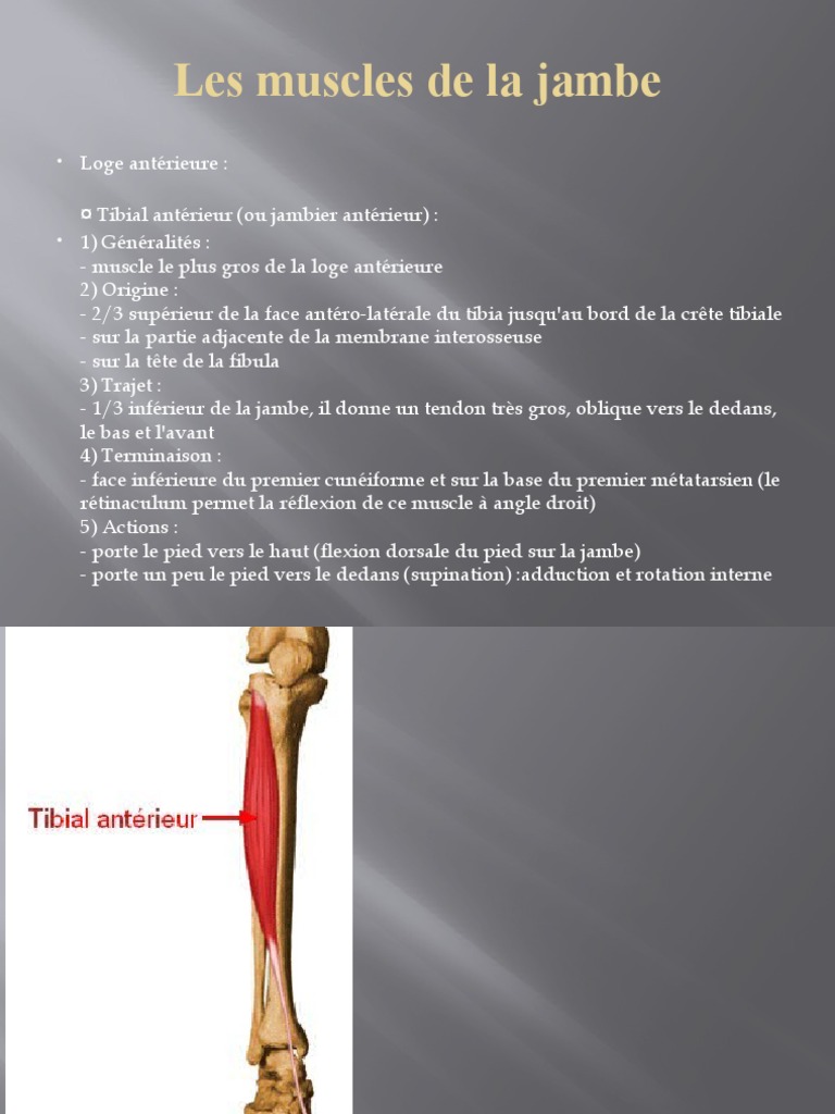 Cours 7 | PDF | Pied | Jambe humaine