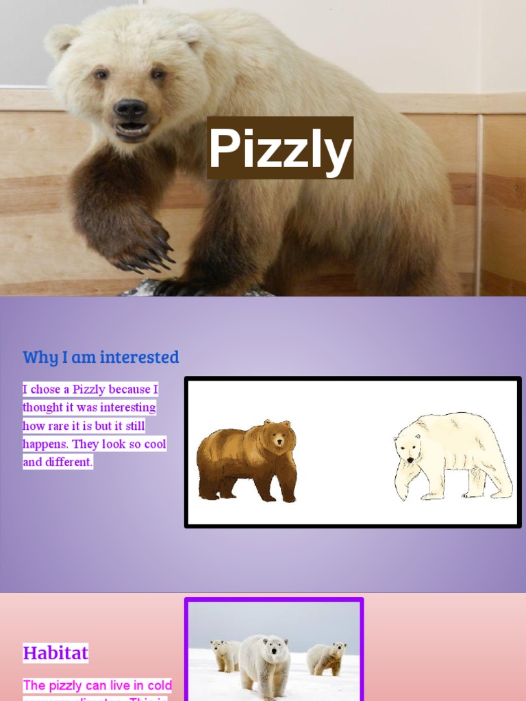 Pizzly by Kirstan Hawkins | PDF | Home & Garden | Science & Mathematics