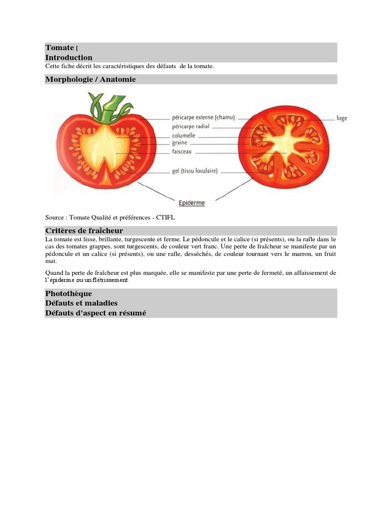 Tomate FICHE - 1 | PDF | Tomate