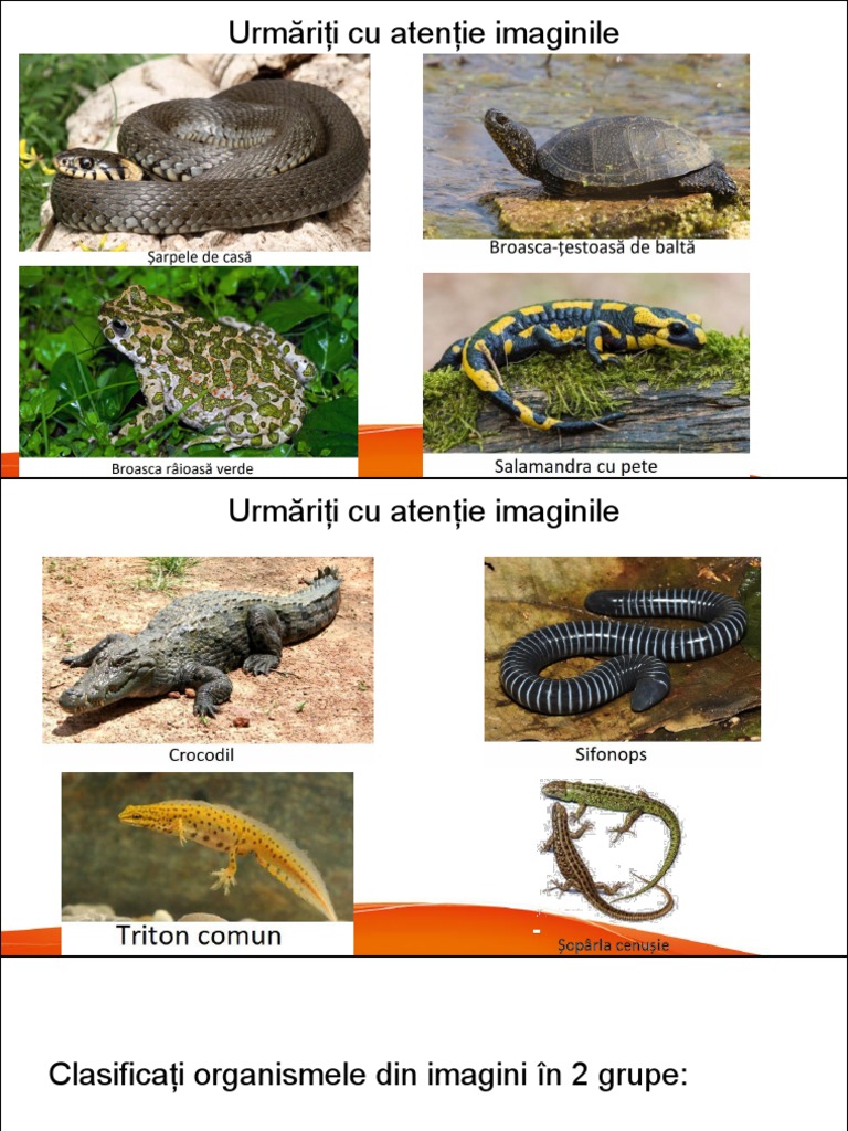 Proiect REPTILE | PDF