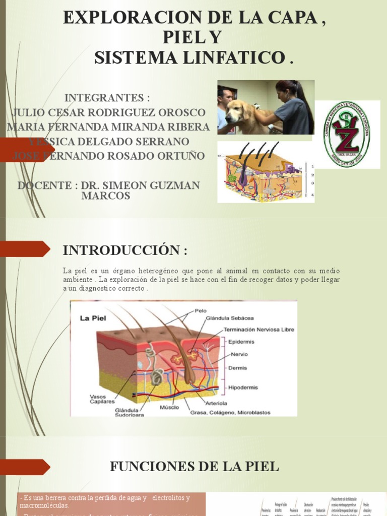 Vibices en la piel: diagnóstico y exploración | PDF | Piel | Transpiración
