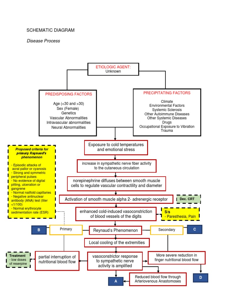 Pathophysiology Raynauds Phenomenon Schematic Diagram | PDF | Vein ...