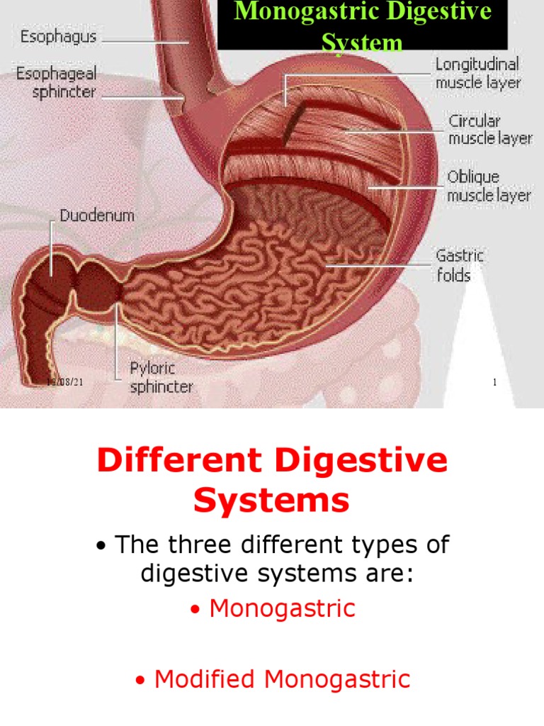 K-2-Kuda - Digestive Monogastric | PDF | Digestion | Gastrointestinal Tract
