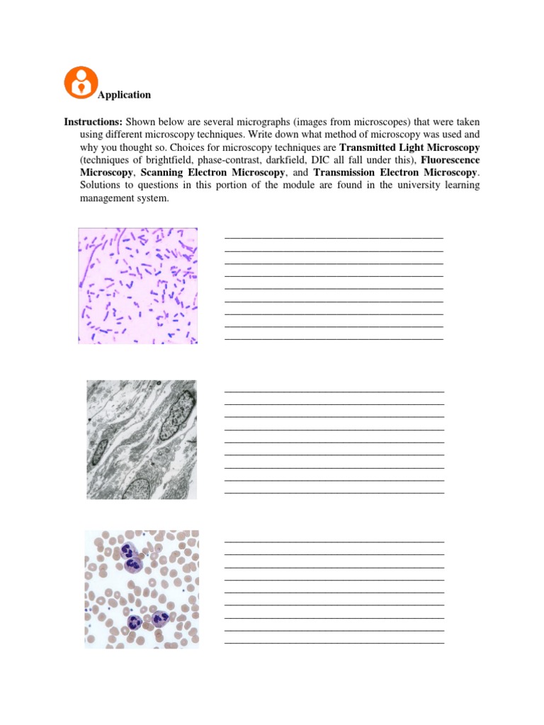 Application Instructions: Shown Below Are Several Micrographs (Images ...