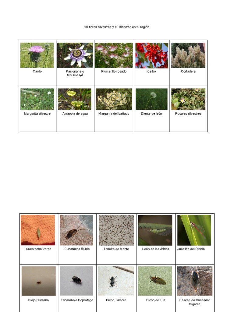 10 Flores Silvestres y 10 Insectos en Tu Región | PDF