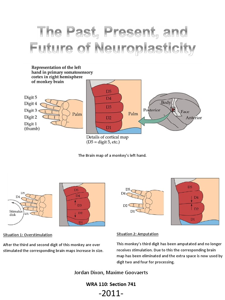 Neuroplasticity in Monkey Brain Mapping | PDF | Neuroplasticity | Brain