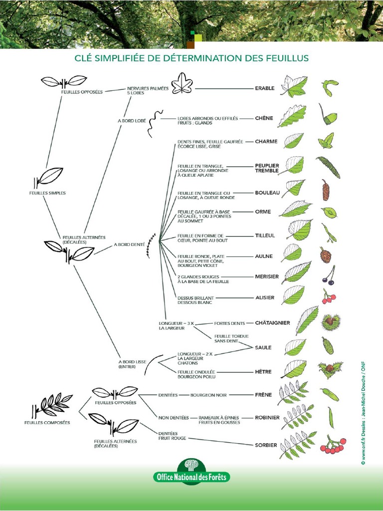 Clef Simplifiee Arbres - Onf | PDF