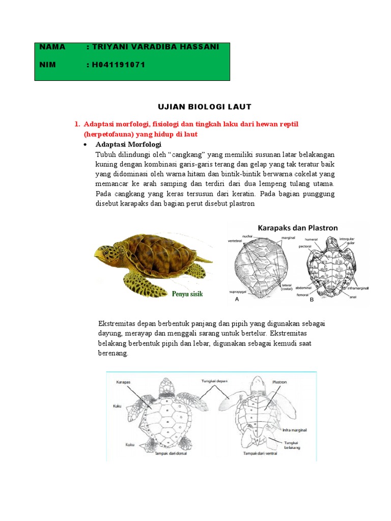 Biola A - Triyani Varadiba Hassani - H041191071 | PDF | Sains & Matematika