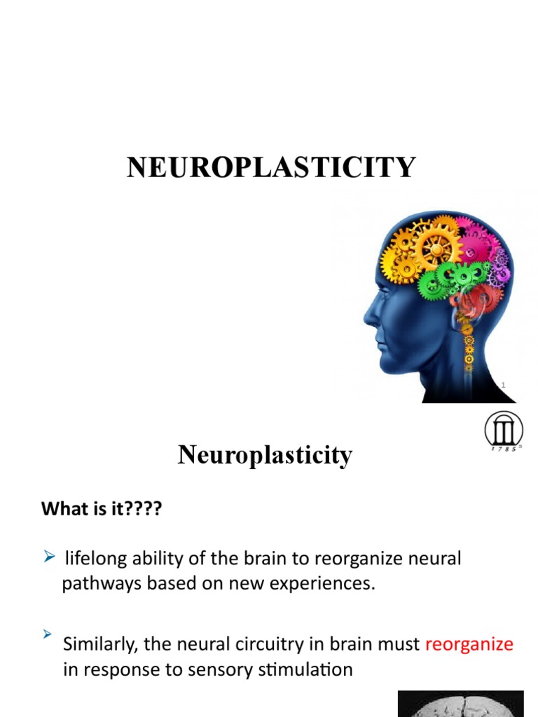 Neural Plasticity Education