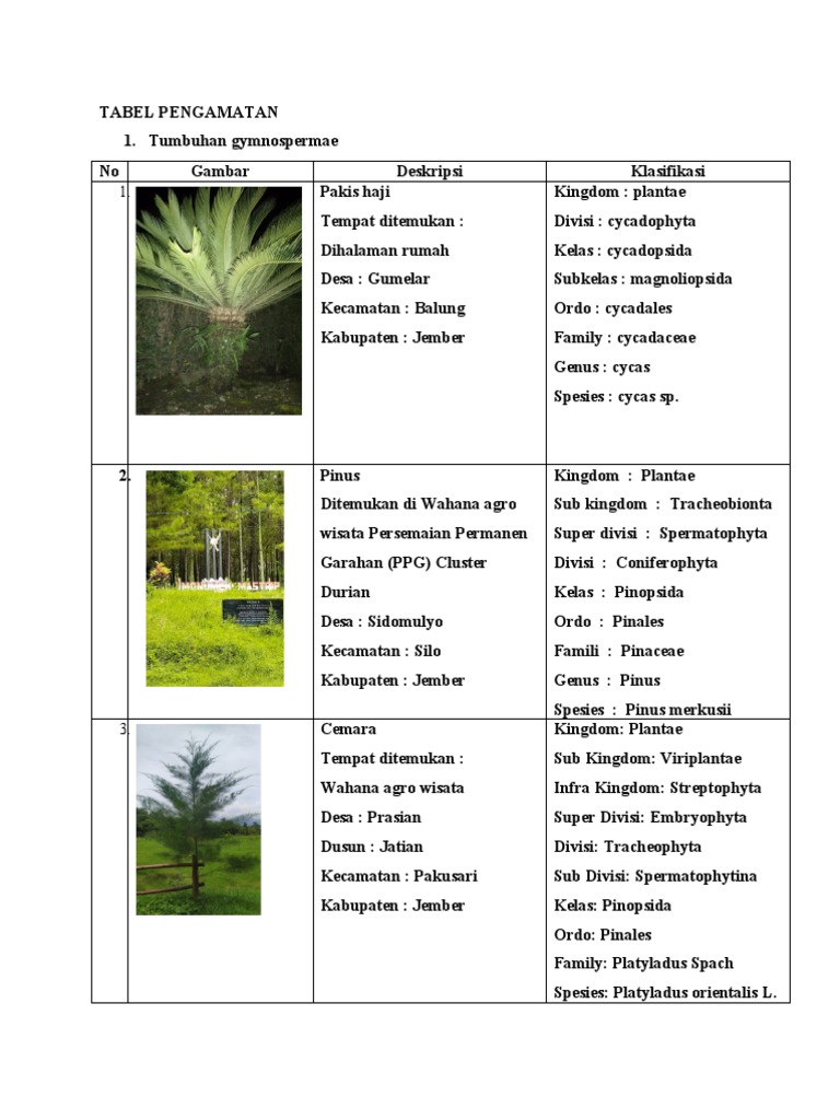 Tumbuhan Gymnospermae dan Monokotil Jember | PDF | Sains & Matematika