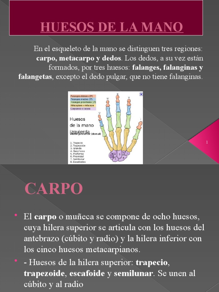 Estructura ósea y muscular de la mano y el antebrazo | PDF | Mano ...