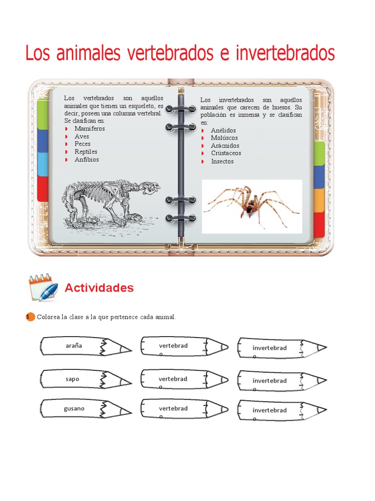 Vertebrados e Invertebrados para Niños | PDF | Vertebrados | Invertebrado