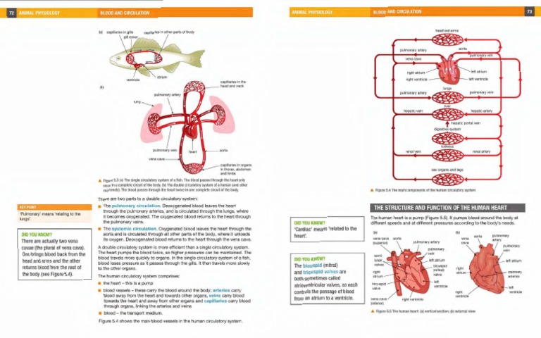 The Structure and Function of the Human Circulatory System | PDF ...