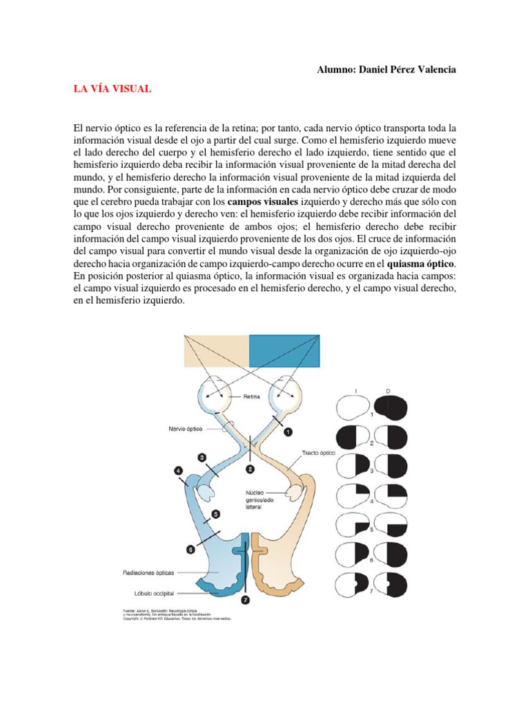 Procesamiento de la Vía Visual Humana | PDF | Percepción visual ...