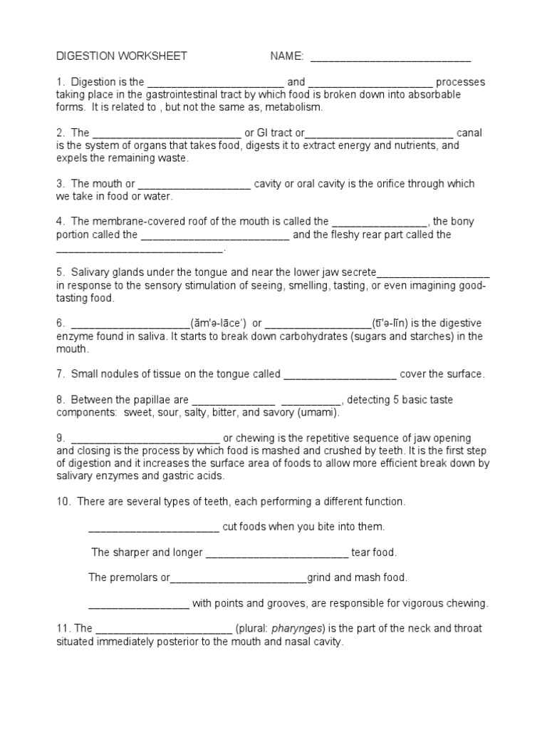 Digestion Activity Sheet | PDF | Digestion | Bile