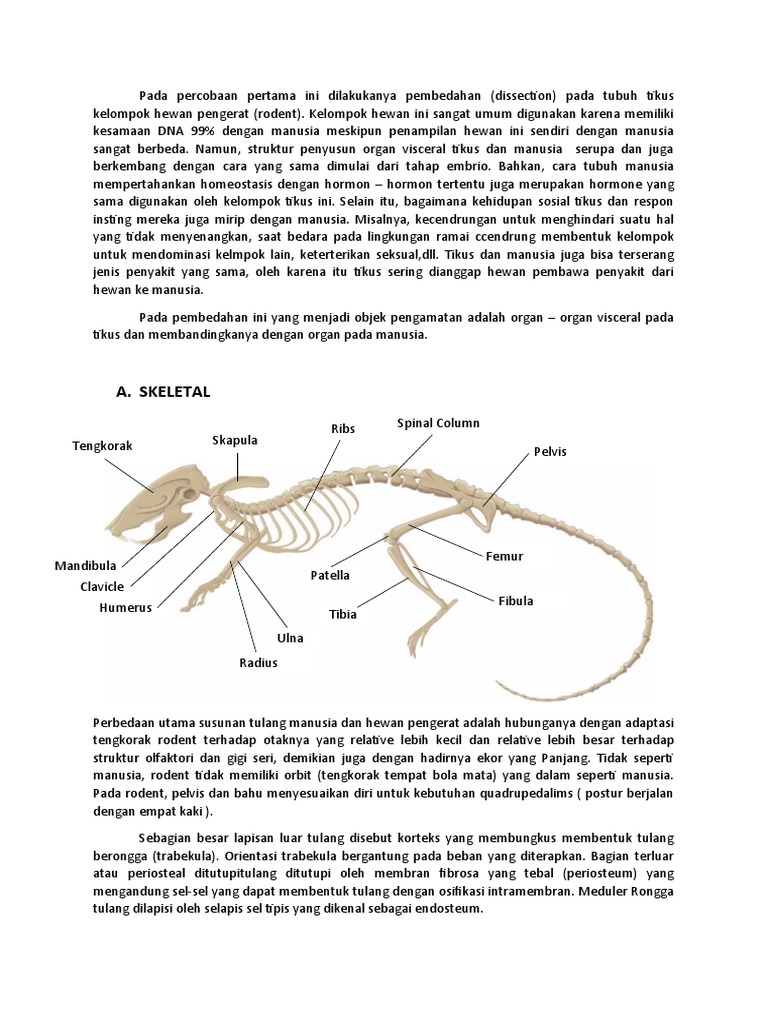Anatomi dan Sistem Tikus dalam Pembedahan | PDF