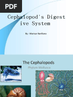 Shrimp - Digestive System | PDF | Human Digestive System | Stomach