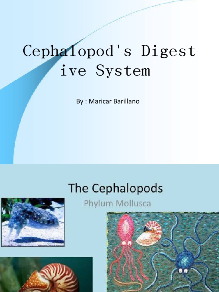 Cephalopod's Digest Ive System: By: Maricar Barillano | PDF | Wellness