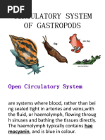 Shrimp - Digestive System | PDF | Human Digestive System | Stomach
