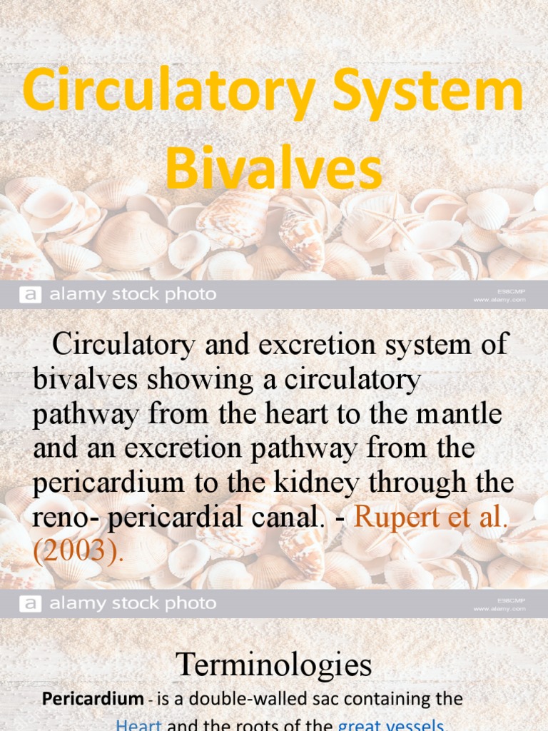 Bivalves' Open Circulatory System Explained | PDF