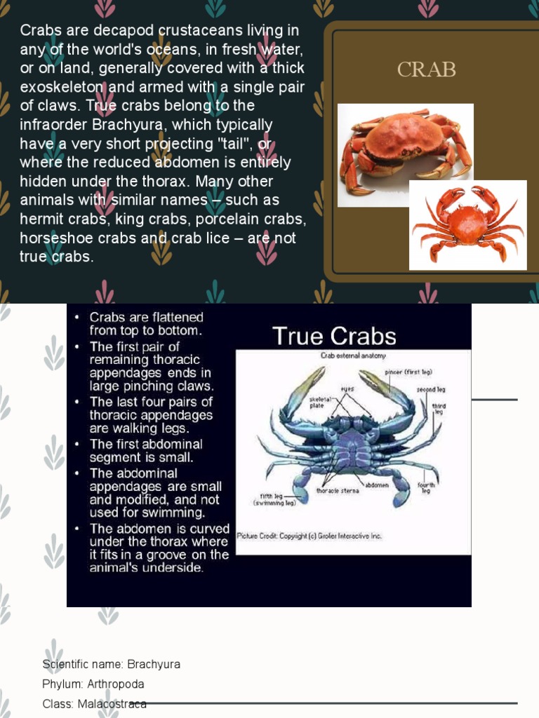 Crab - Nervous System | PDF | Crab | Nerve