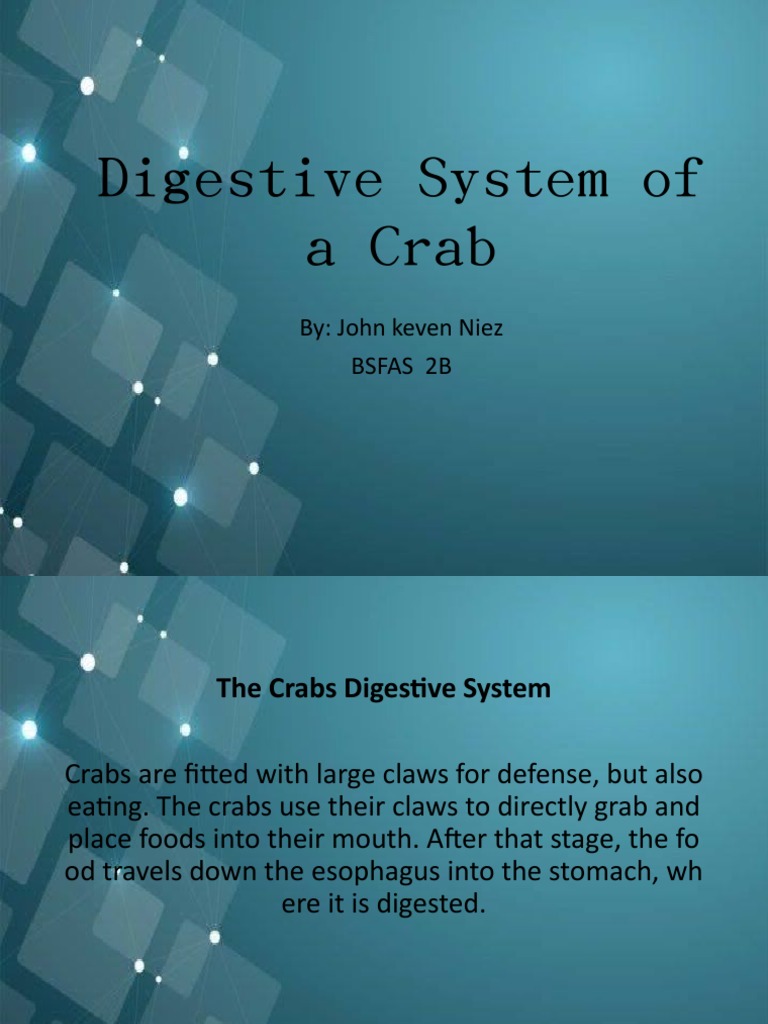 Crab Digestive System Explained | PDF