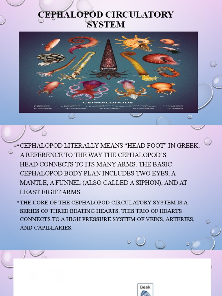 Cephalopod Circulatory System Explained | PDF | Heart | Blood