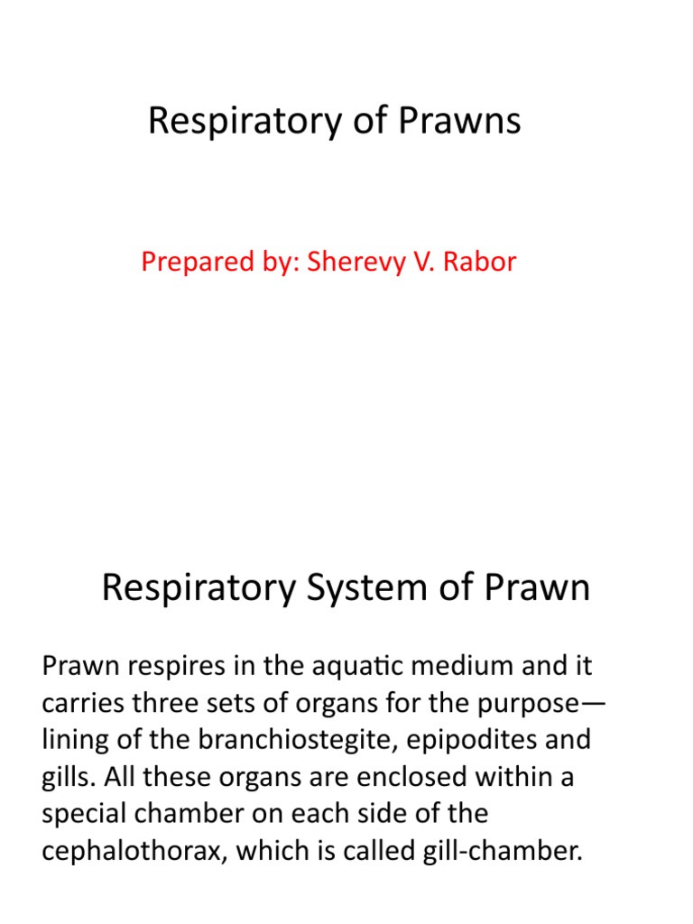 Prawn Respiratory System Overview | PDF | Gill | Respiratory System