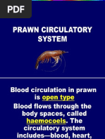 Bivalves - Circulatory System | PDF