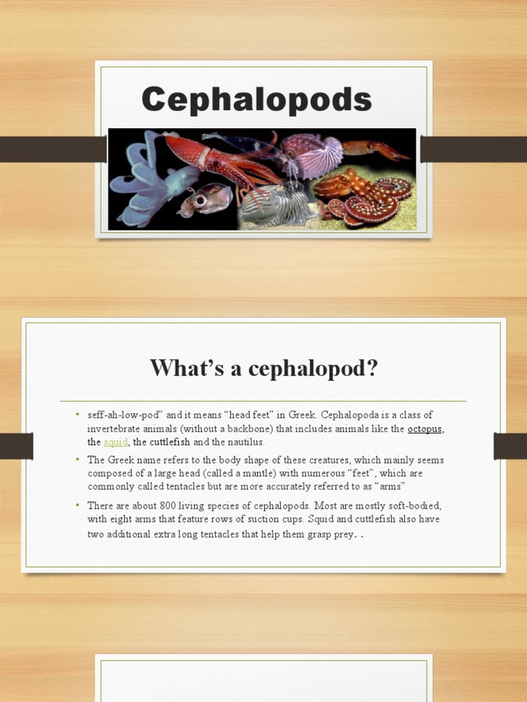 Cephalopods - Nervous System | PDF | Octopus | Nervous System
