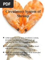Shrimp - Digestive System | PDF | Human Digestive System | Stomach