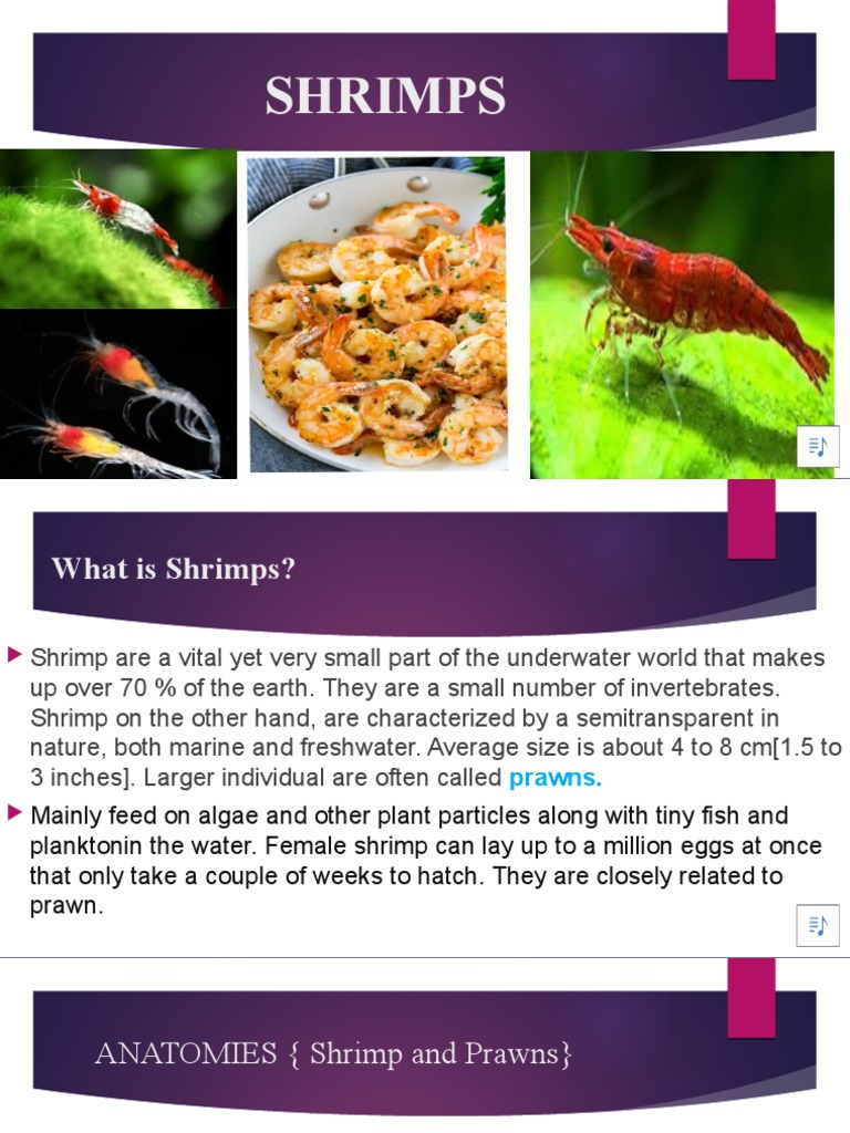 Shrimp - Nervous System | PDF