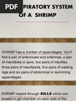 Shrimp - Digestive System | PDF | Human Digestive System | Stomach