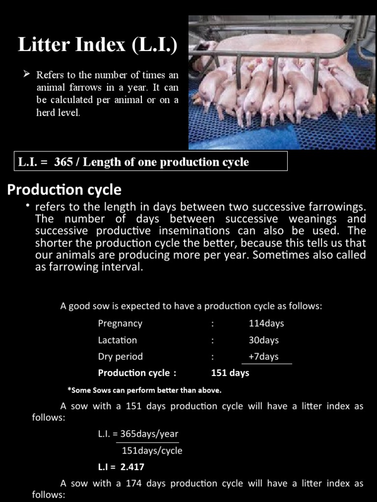 Swine Production Parameters | PDF | Domestic Pig | Depreciation