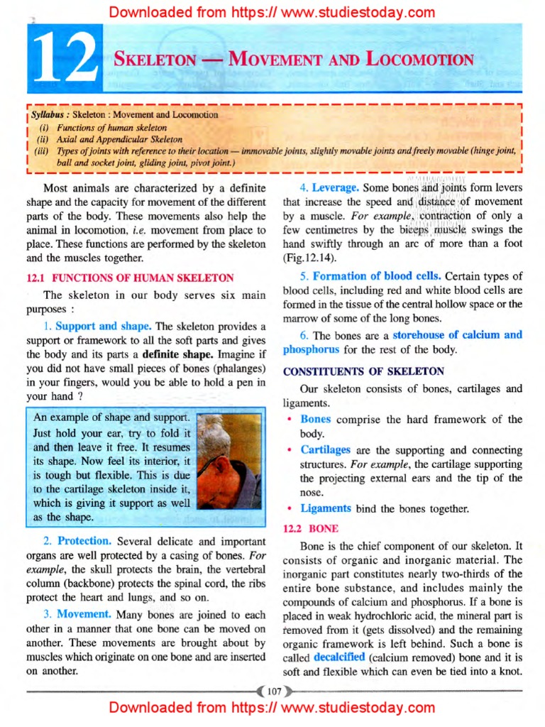 Skeleton Movement and Locomotion ICSE | PDF