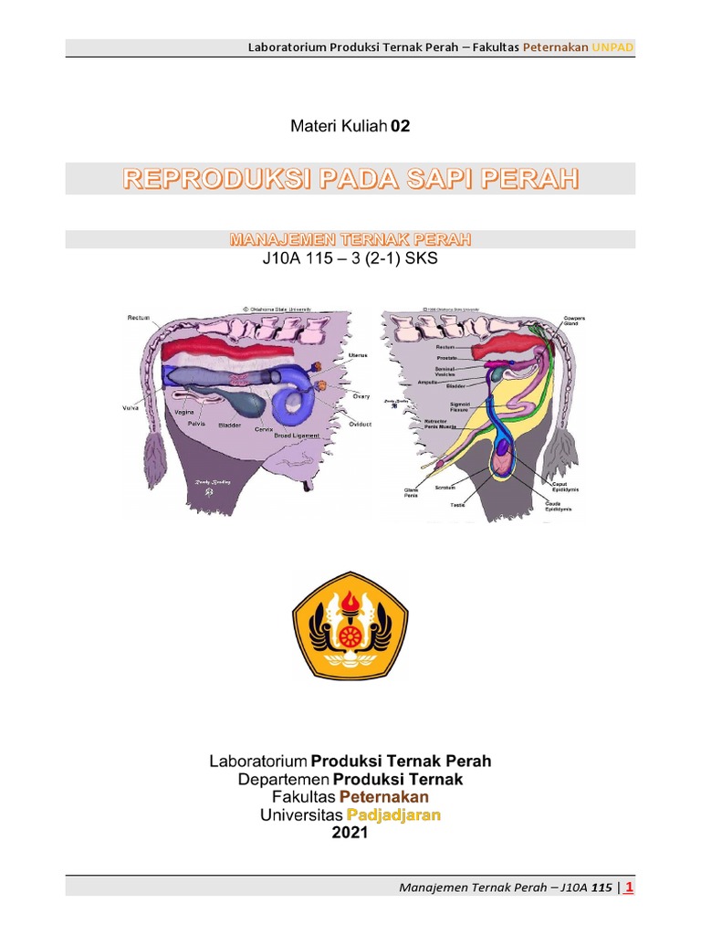 2021 MTP Materi 02 Reproduksi Pada Sapi Perah | PDF | Kesehatan Holistik