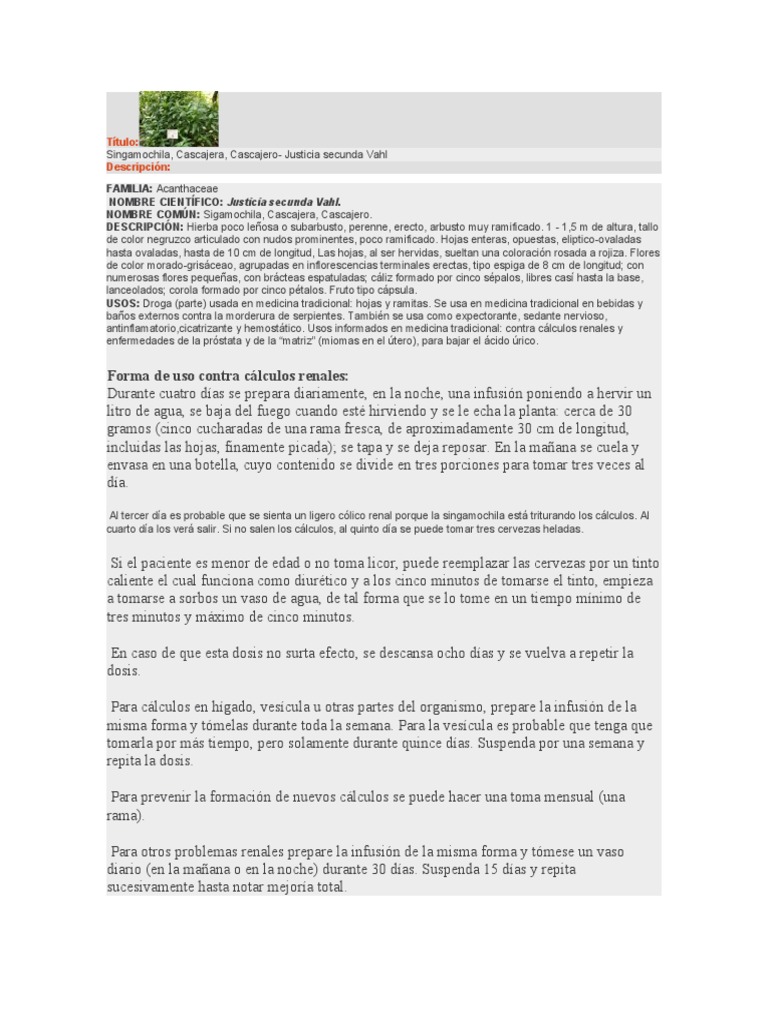 Beneficios y usos de la singamochila | PDF | Plantas | Botánica
