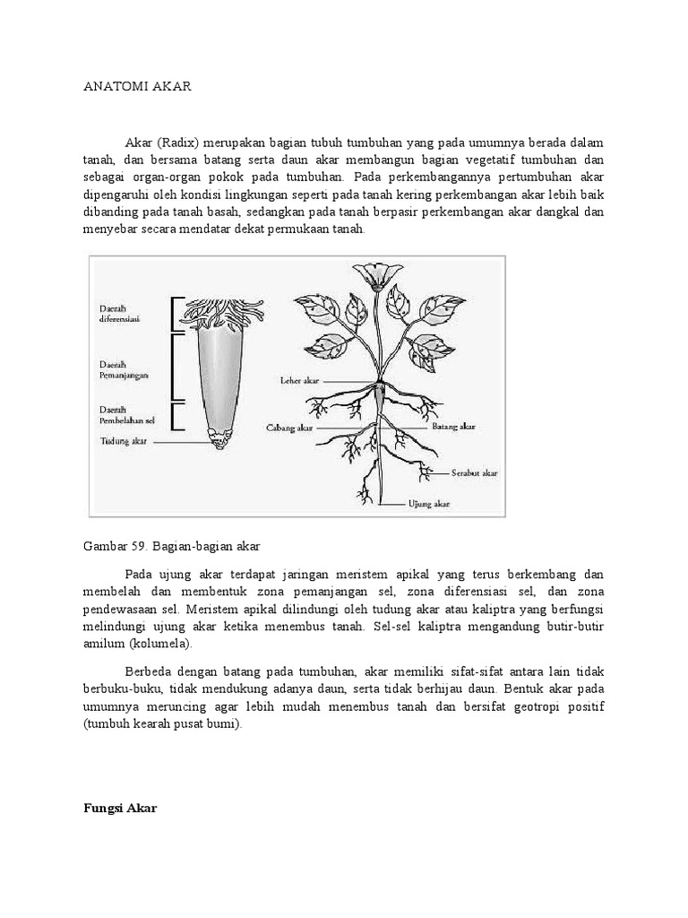 Anatomi Akar | PDF