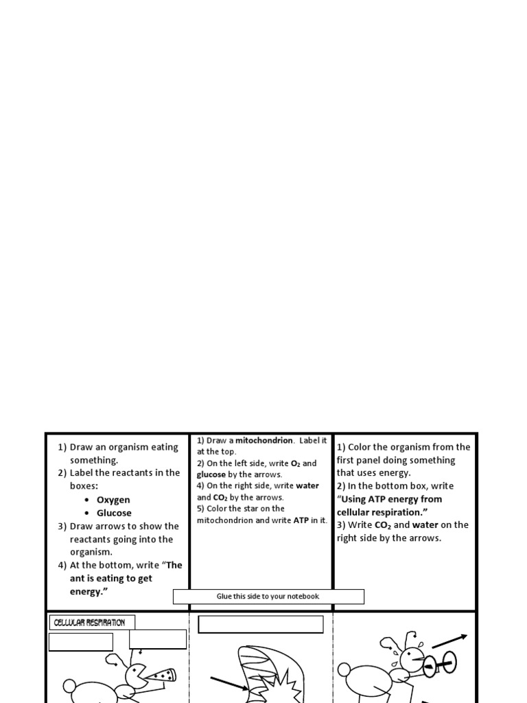 Cellular Respiraton Foldable Student Pages | PDF | Cellular Respiration ...
