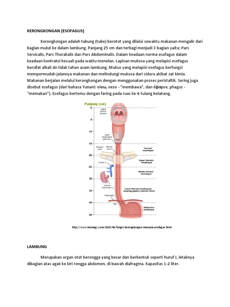 Esofagus Dan Lambung | PDF | Kesehatan Holistik