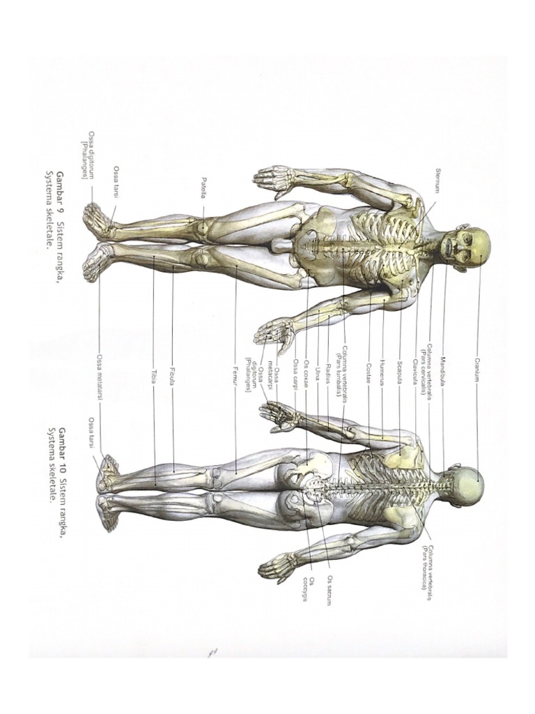 Systema Skeletale | PDF