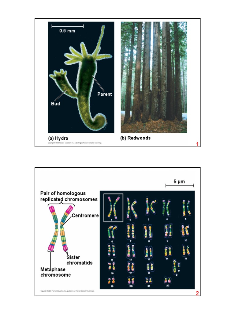 A Hydra B Redwoods Pdf Meiosis Mitosis