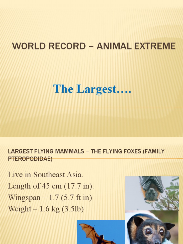 World Record - Animal Extreme | PDF