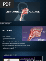 Anatomía y Fisiología de La Rinofaringe, Orofaringe e Hipofaringe | PDF ...
