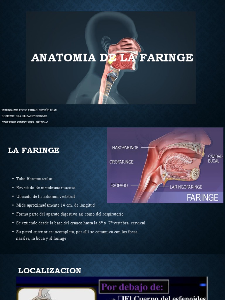 Anatomia de La Faringe | PDF | Laringe | Anatomía