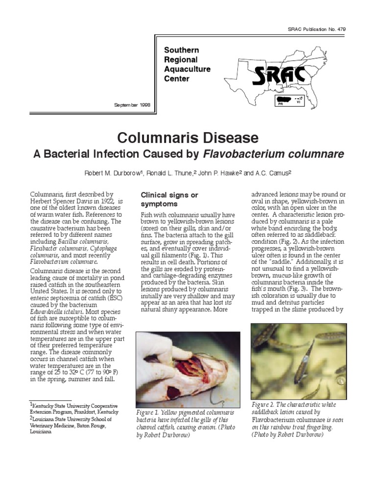 Columnar Is Disease A Bacterial Infection Caused by Flavobacterium ...