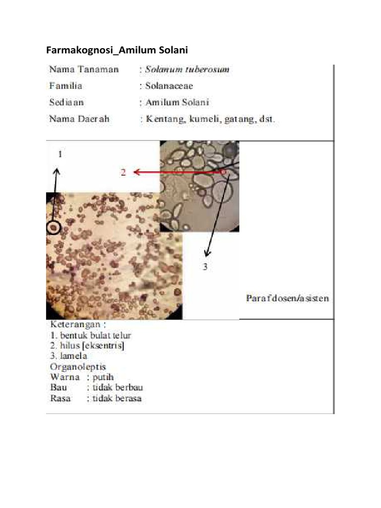 Prak Farmakognosi - Amilum Solani | PDF