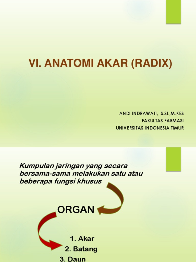 Anatomi Akar (Radix) | PDF